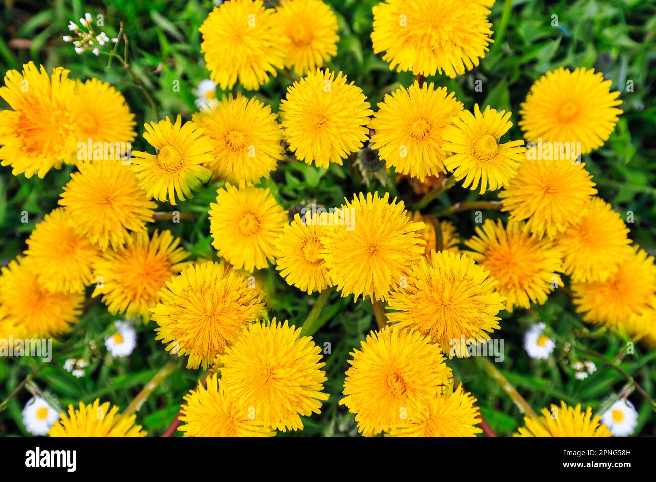 Angle of view flowers hi-res stock photography and images - Alamy