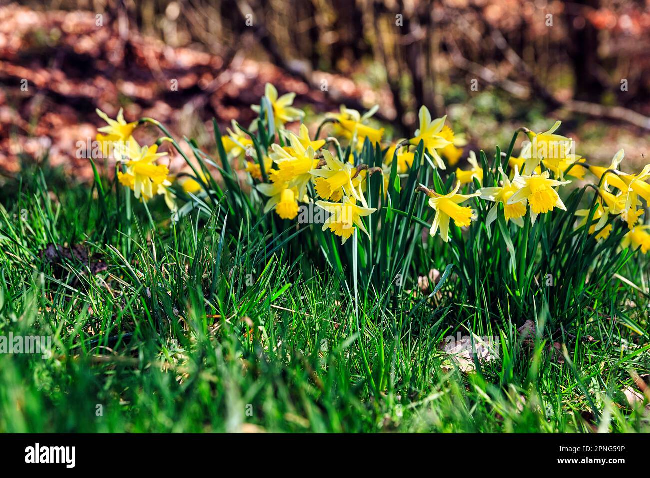 Wild wild daffodils (Narcissus pseudonarcissus), daffodils on the ...