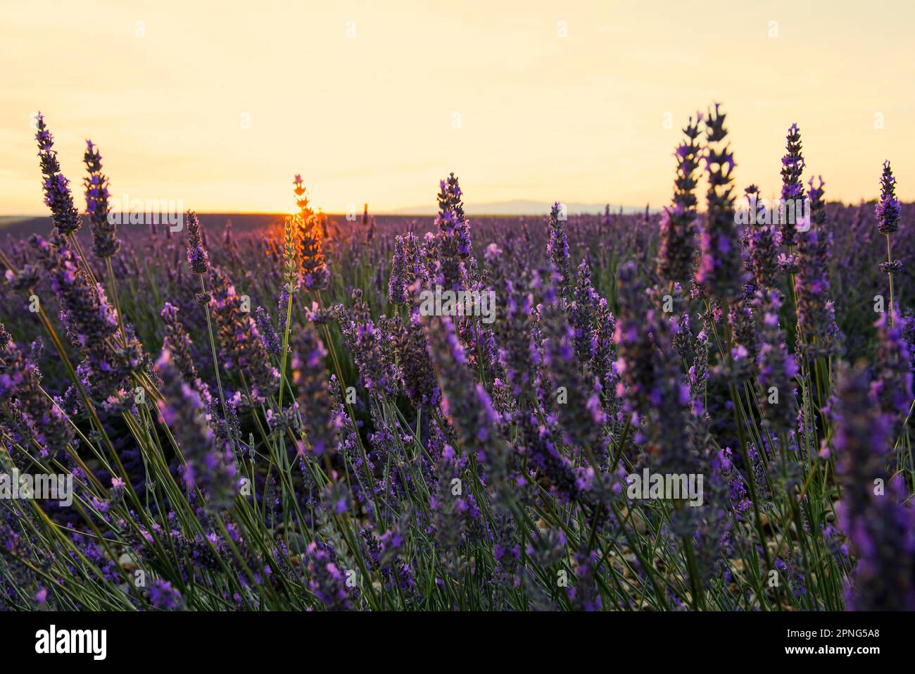 Flowering lavender (Lavandula angustifolia) field, sunset, Plateau de ...