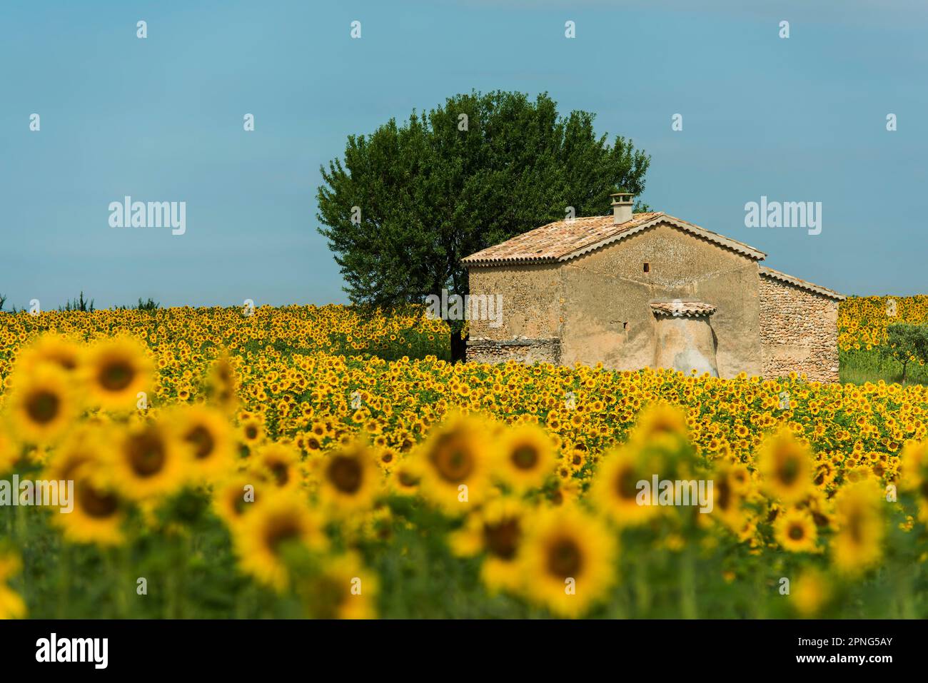 Flowering lavender (Lavandula angustifolia) field and sunflowers ...