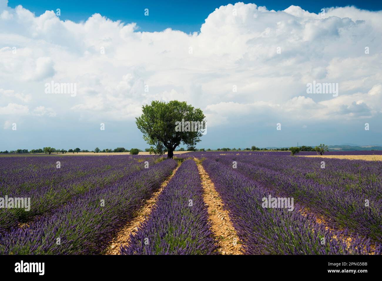 Flowering lavender (Lavandula angustifolia) field, Plateau de Valensole ...