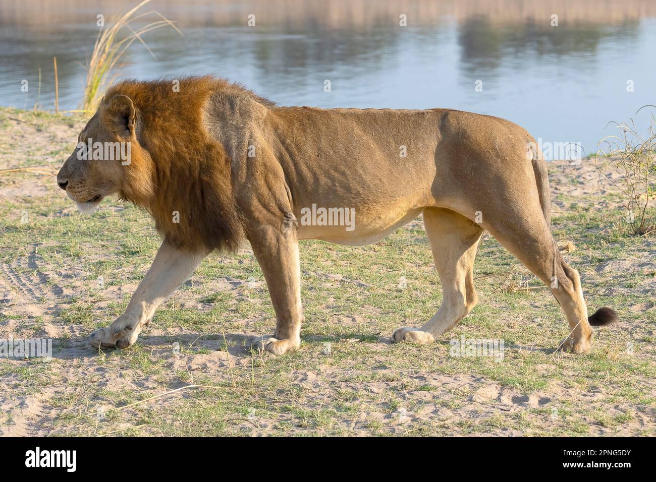 African lion (Panthera leo), male in morning light, at the Luangwa ...