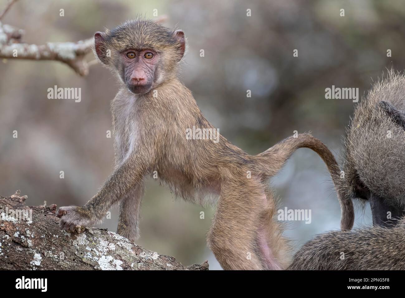 Olive baboon (Papio anubis), young animal receives grooming, Tarangire ...