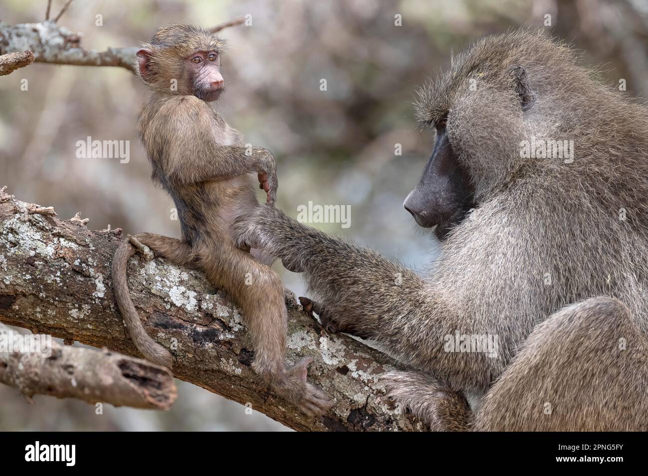 Olive baboon (Papio anubis), young animal being thoroughly cleaned of ...