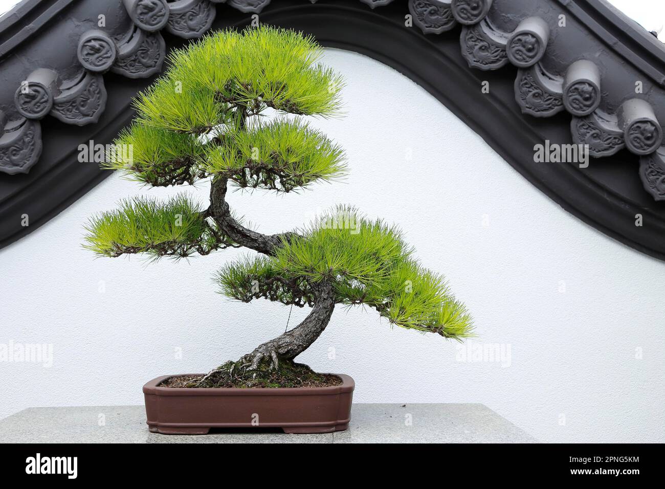 Nature, bonsai plant, Botanical Garden, Montreal, Province of Quebec ...