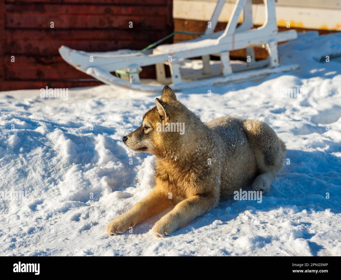 Husky dog sitting with wooden sleigh hi-res stock photography and ...