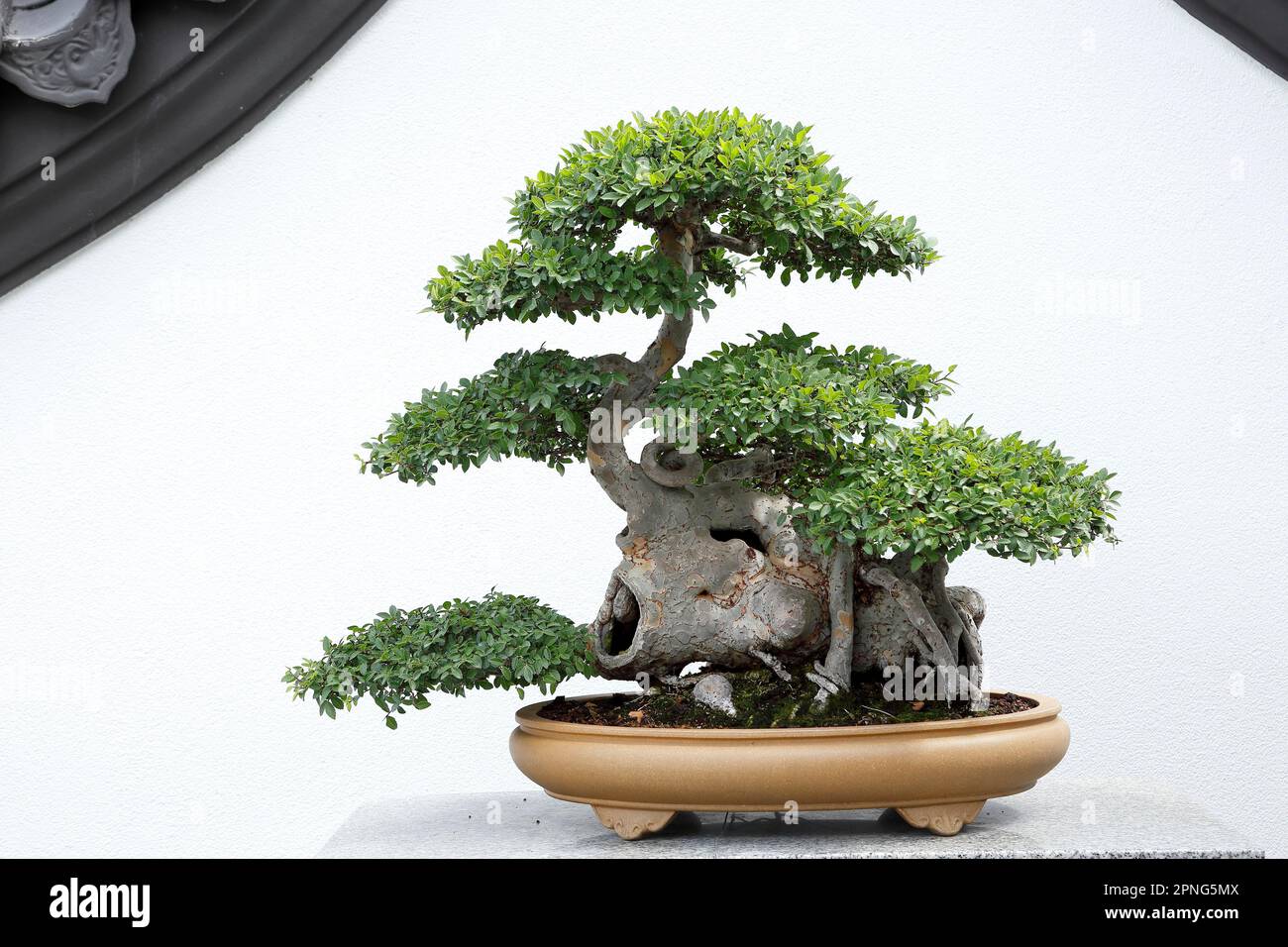 Montreal botanical garden bonsai hi-res stock photography and images ...