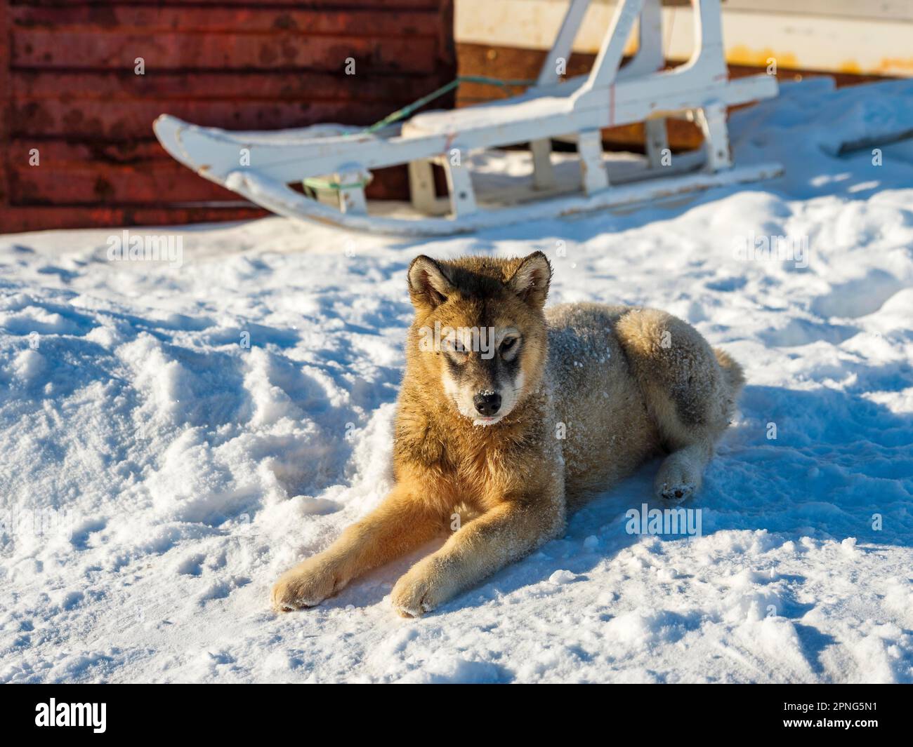 Young husky sitting in front of wooden sledge in the snow, Tasiilaq ...