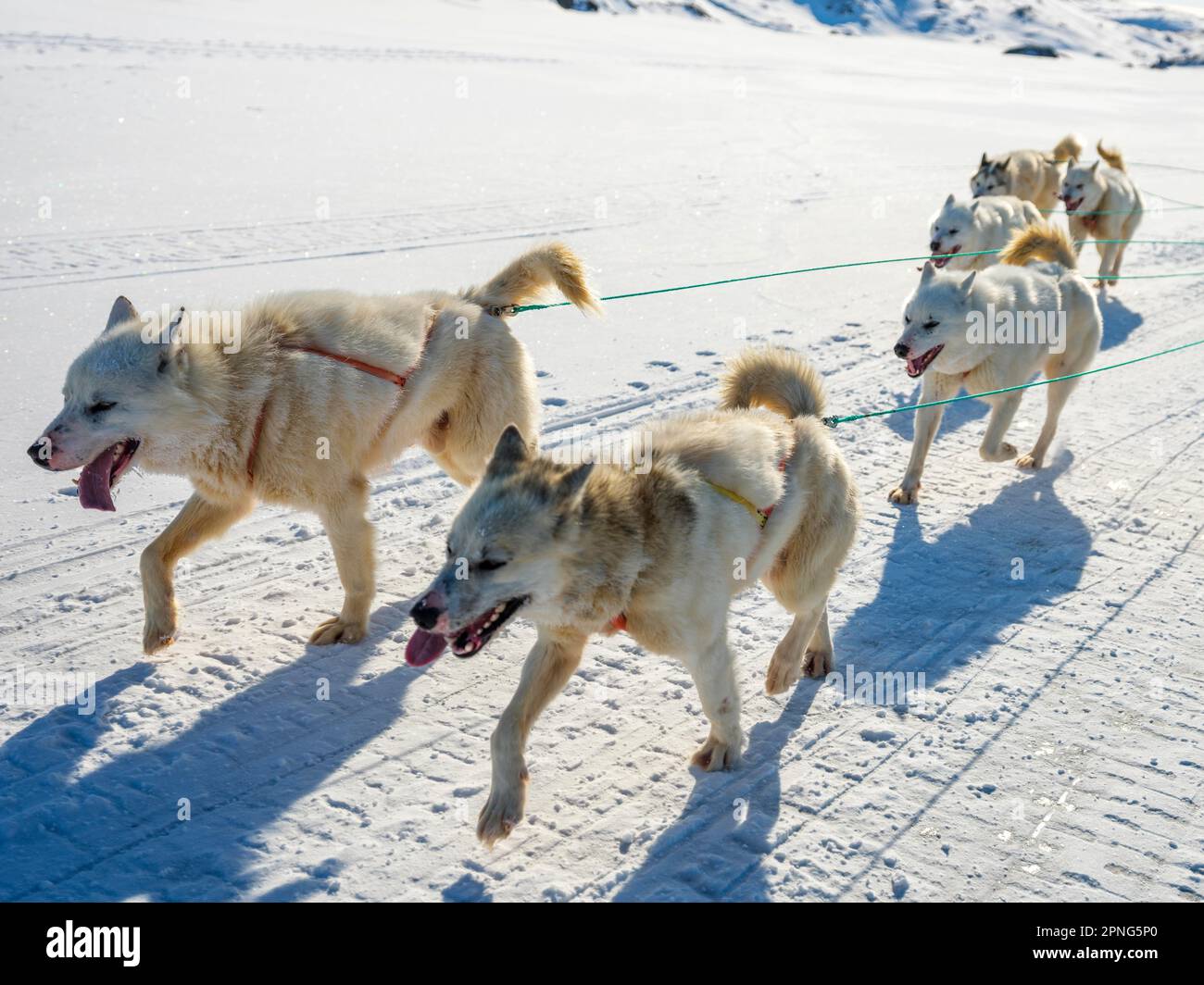 Husky, Sled dogs running, Tasiilaq, Ammassalik Island, Kommuneqarfik ...