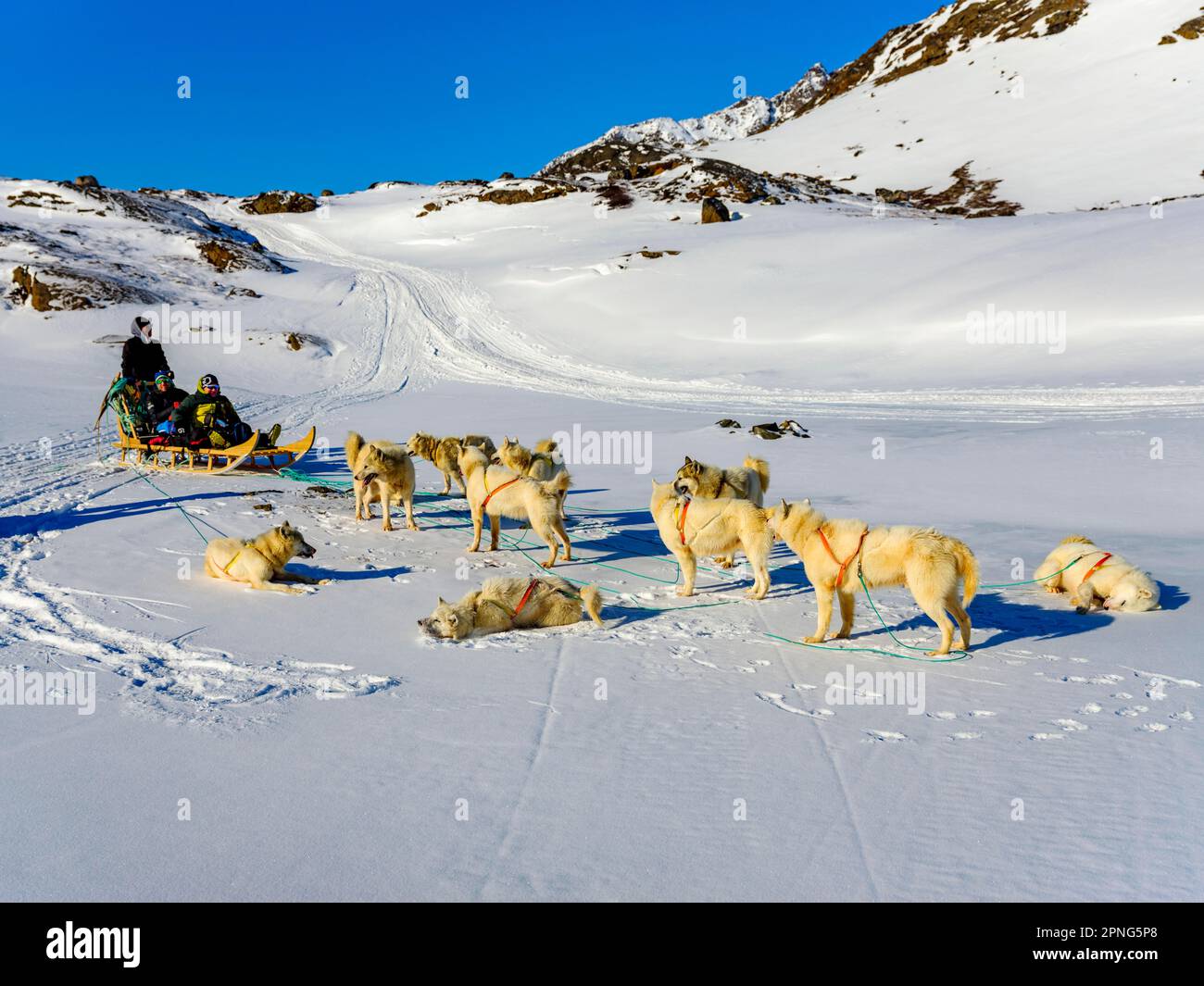 Inuit and two tourists with his dog sled team, Tasiilaq, Ammassalik ...