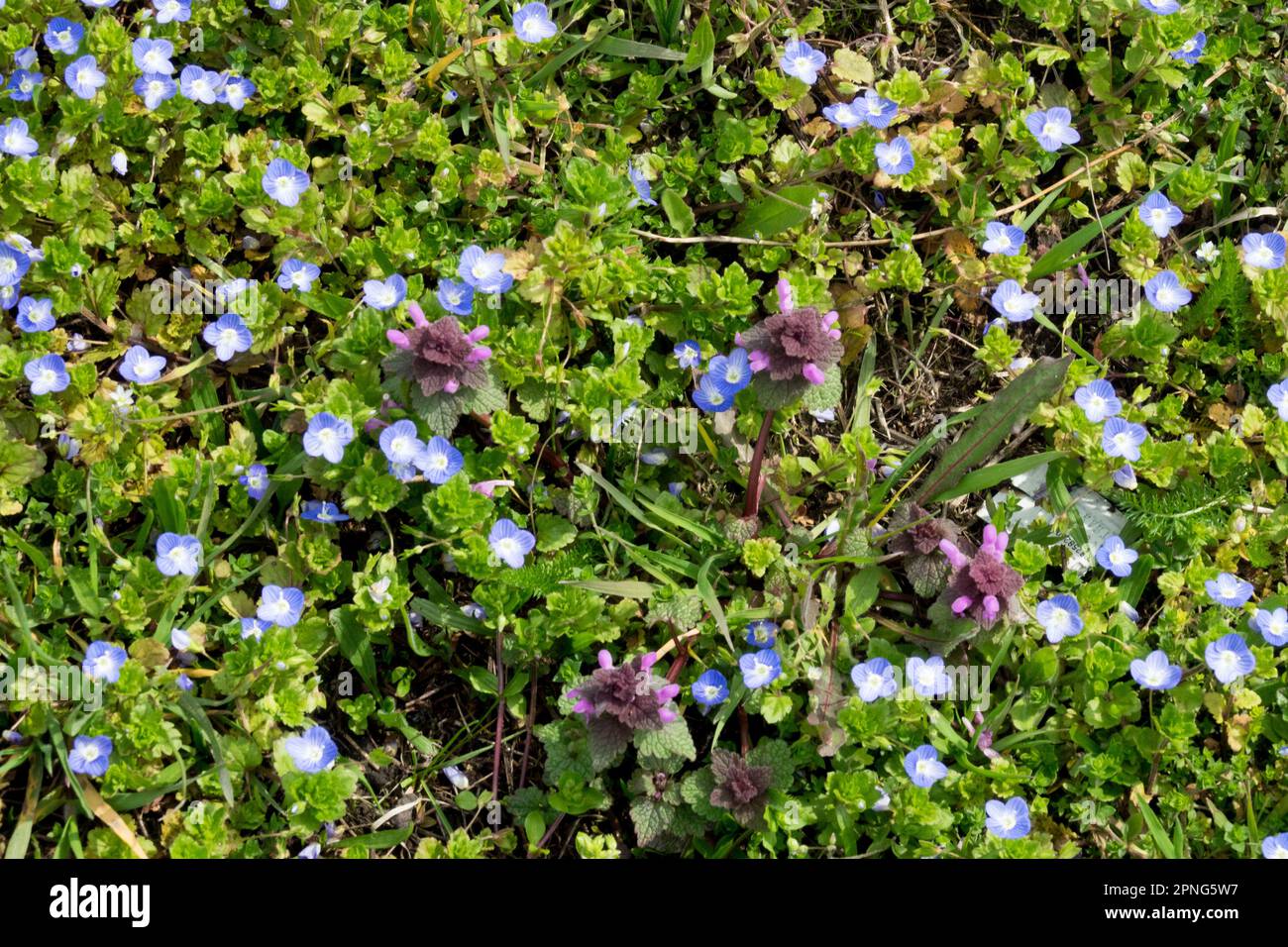 Field and garden weeds hi-res stock photography and images - Alamy