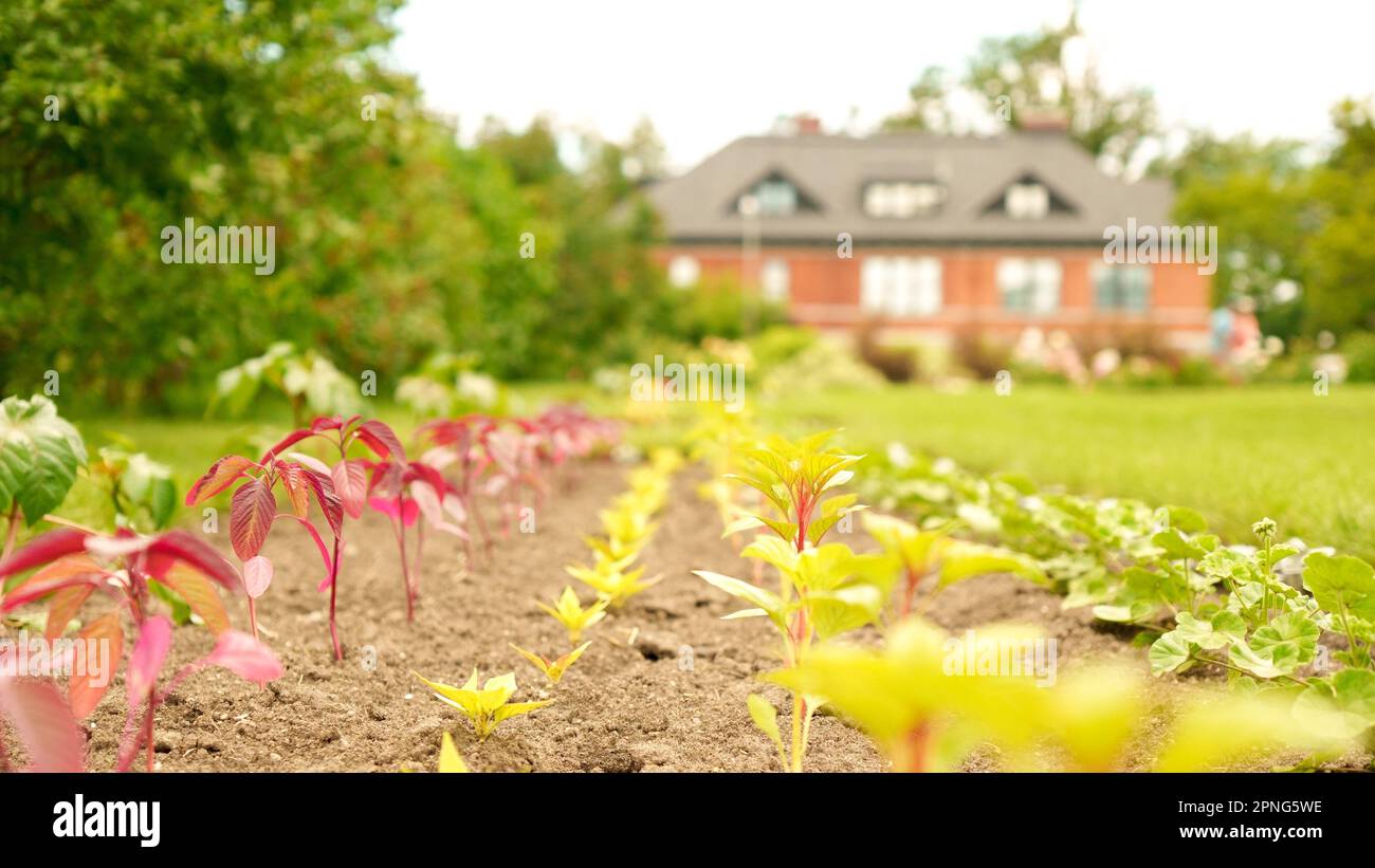 Straight rows of green and purple plants growing on huge farm field ...