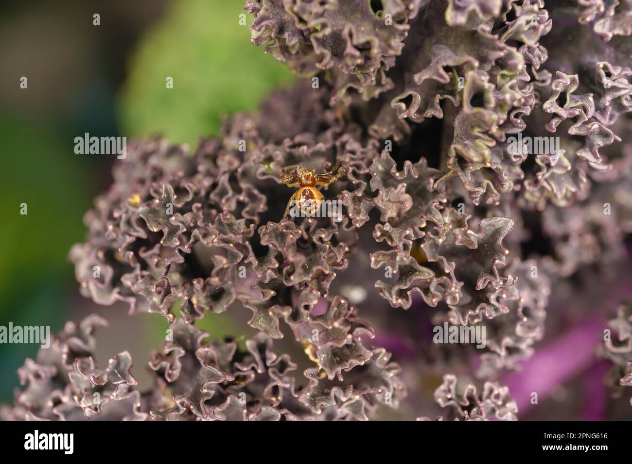 Harvest spider hi-res stock photography and images - Alamy