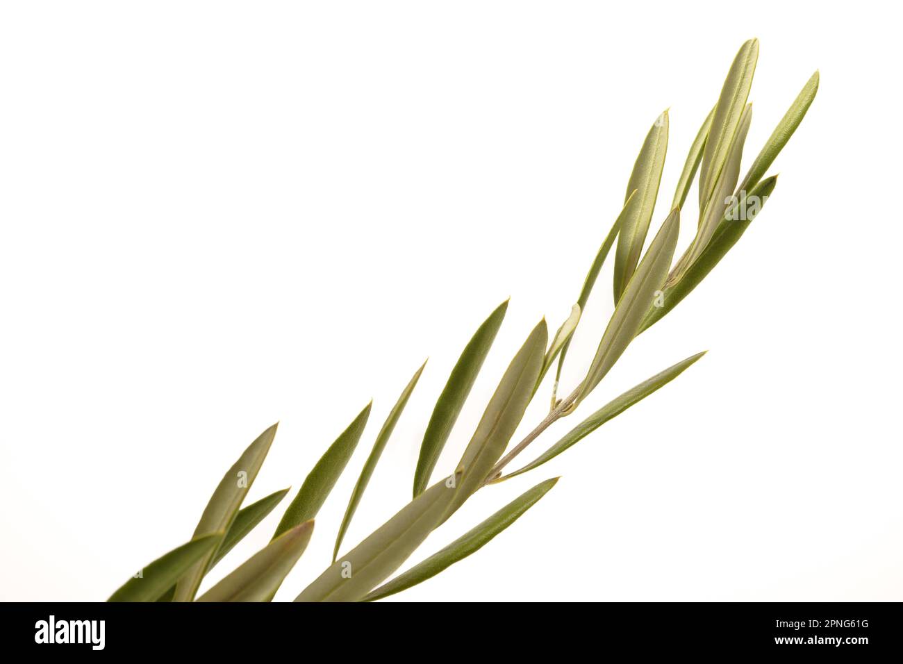 Olive branch isolated hi-res stock photography and images - Alamy