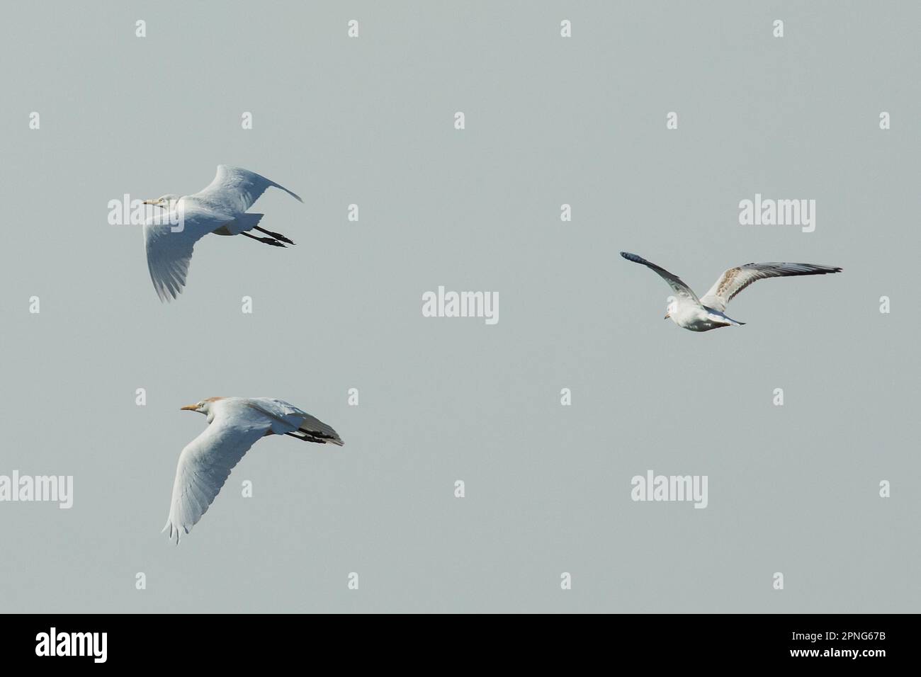 Cattle Egret two birds with open wings flying over each other looking ...