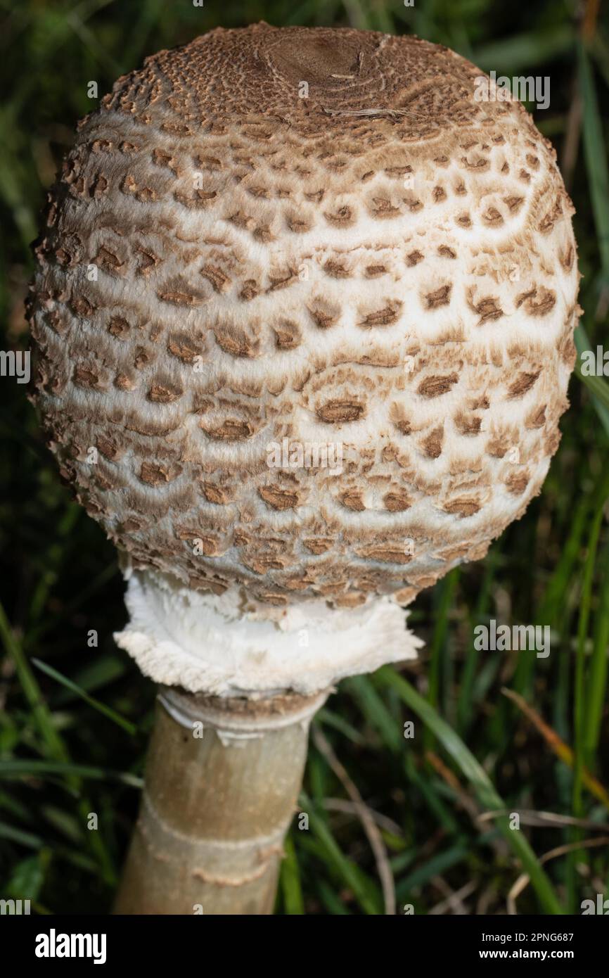 Giant umbrella mushroom, Parasol Fruiting body light brown cap with ...