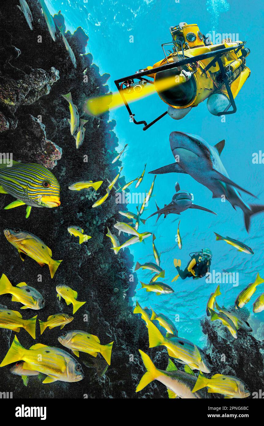 Composing, Submarine, Fish, Sharks, Diver, Red Sea, Egypt Stock Photo ...