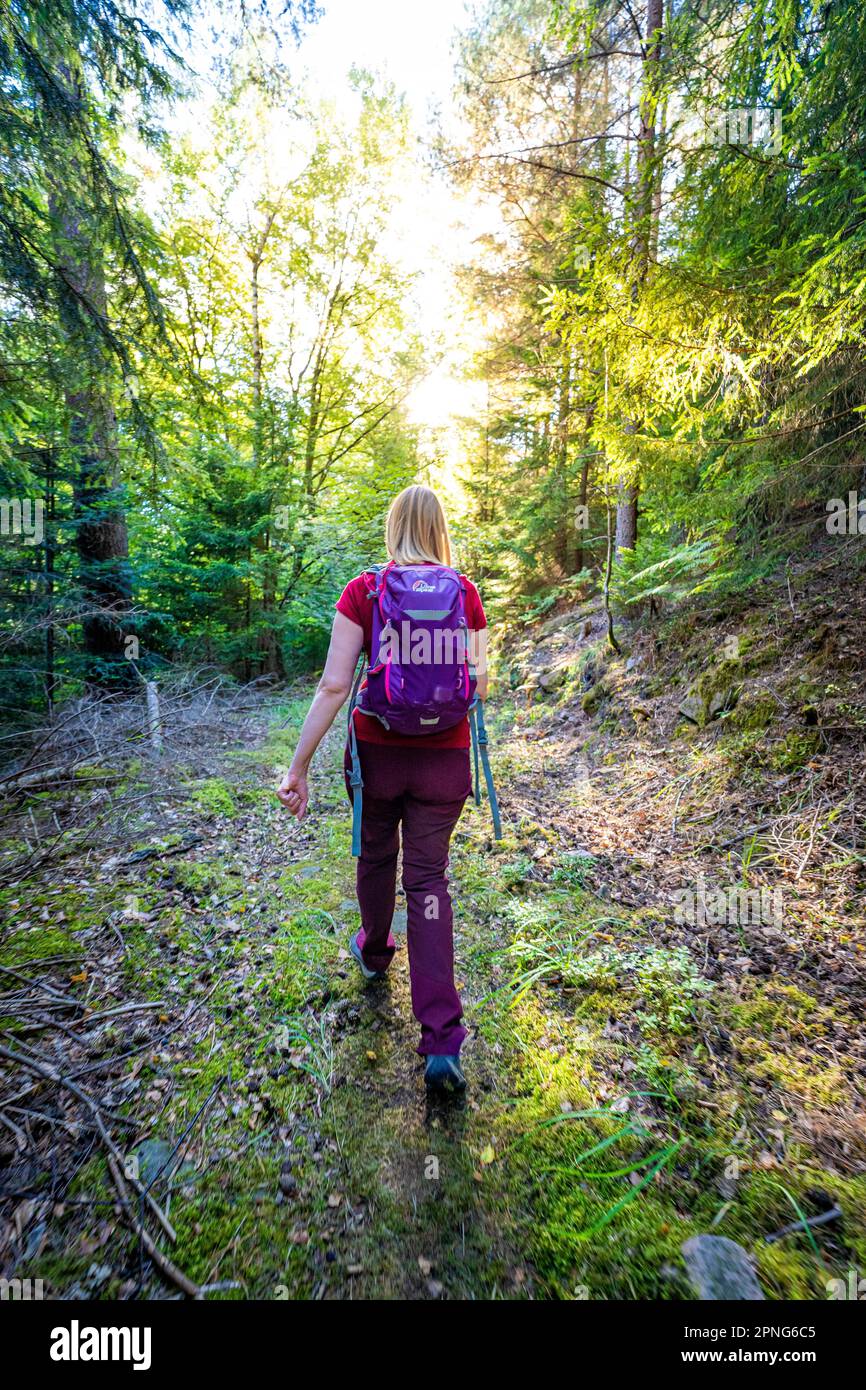 Hiker in the forest, Bad Wildbad, Black Forest, Germany Stock Photo - Alamy