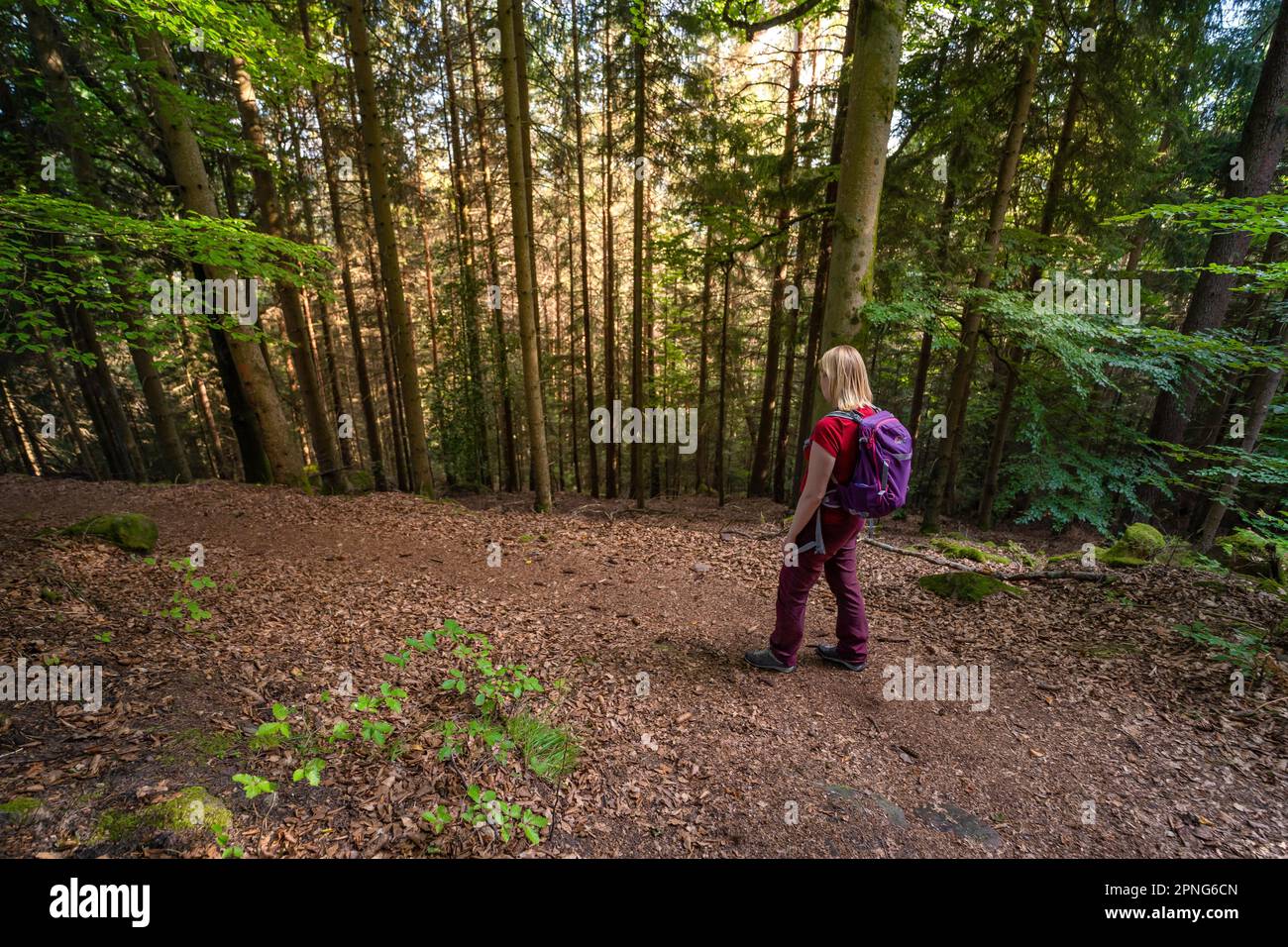 Hiker in the forest, Bad Wildbad, Black Forest, Germany Stock Photo - Alamy