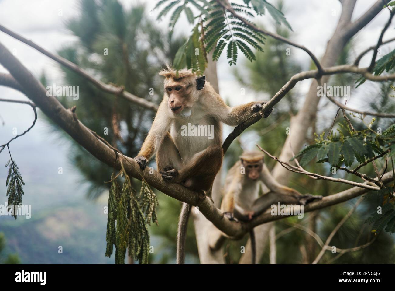 The monkey sits on a tree. Monkey in tropical forest vegetation ...