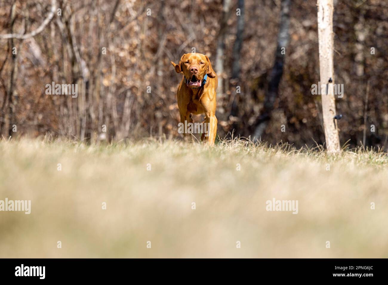 Roevidszoru Magyar Vizsla, Hungarian short-haired pointing dog ...