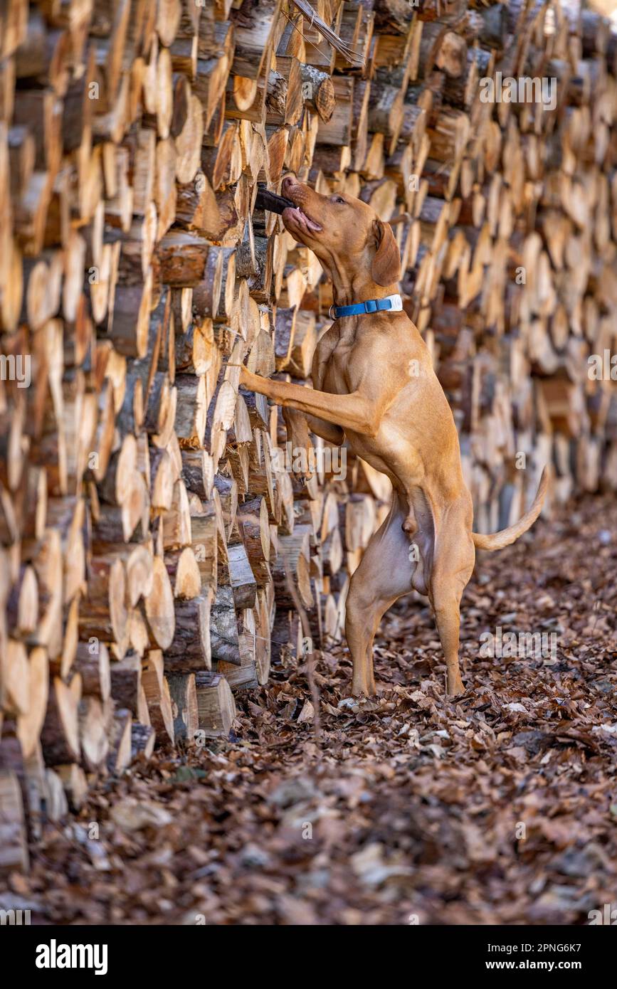 Roevidszoru Magyar Vizsla, Hungarian short-haired pointing dog ...