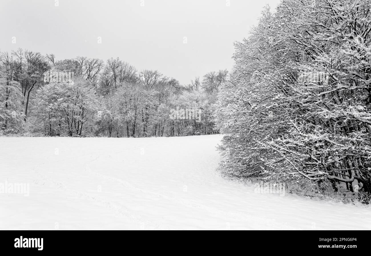Winter landscape with snowy meadow and trees photographed in black and ...