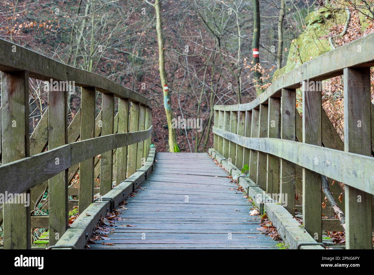Wooden bridge of a hiking trail in a forest photographed symmetrically ...
