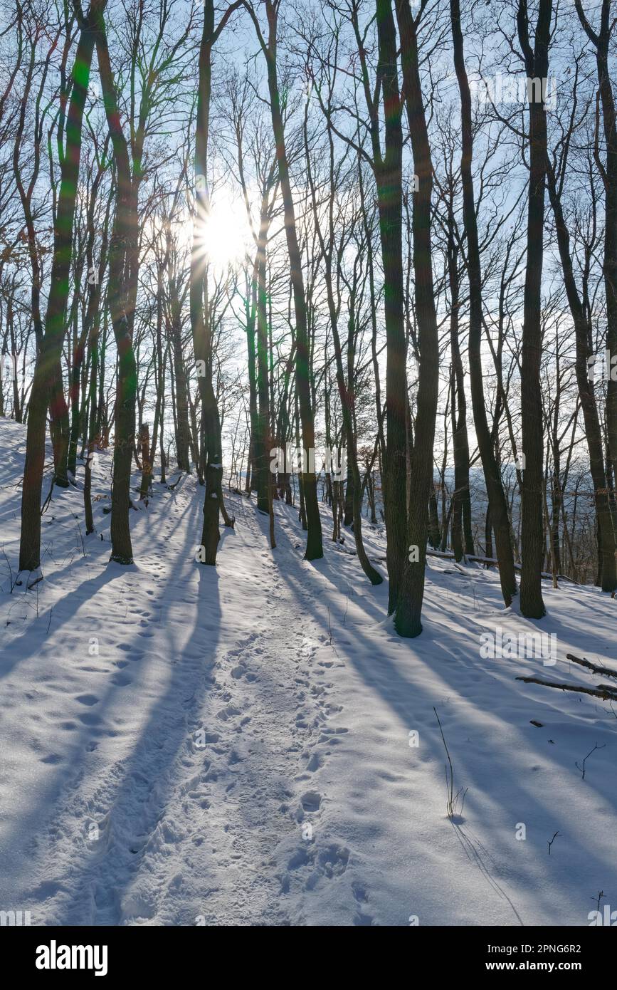 Between trees of a snow-covered forest the sun shines through in a star ...