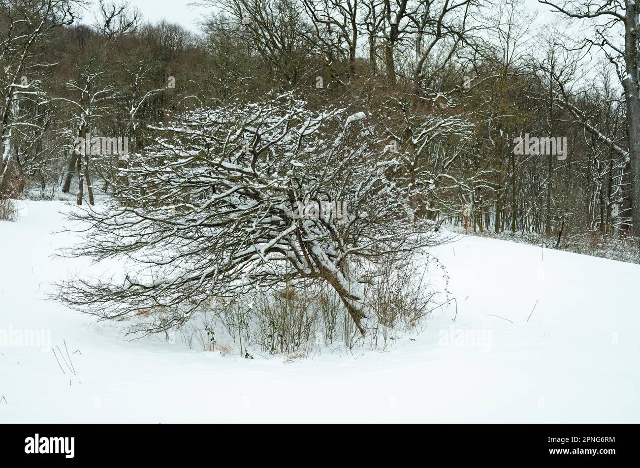 Old small wind-drawn tree with fresh snow cover in wintry landscape ...