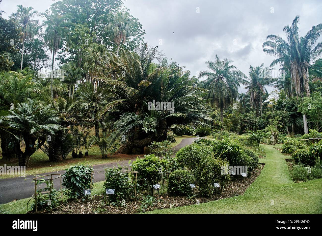 Plants at Royal Botanical Garden Peradeniya in Kandy, Sri Lanka ...