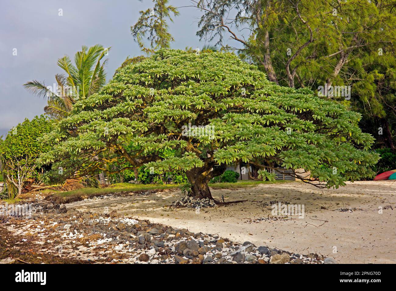 An evergreen velvetleaf tree (Heliotropium arboreum) stands on a beach ...