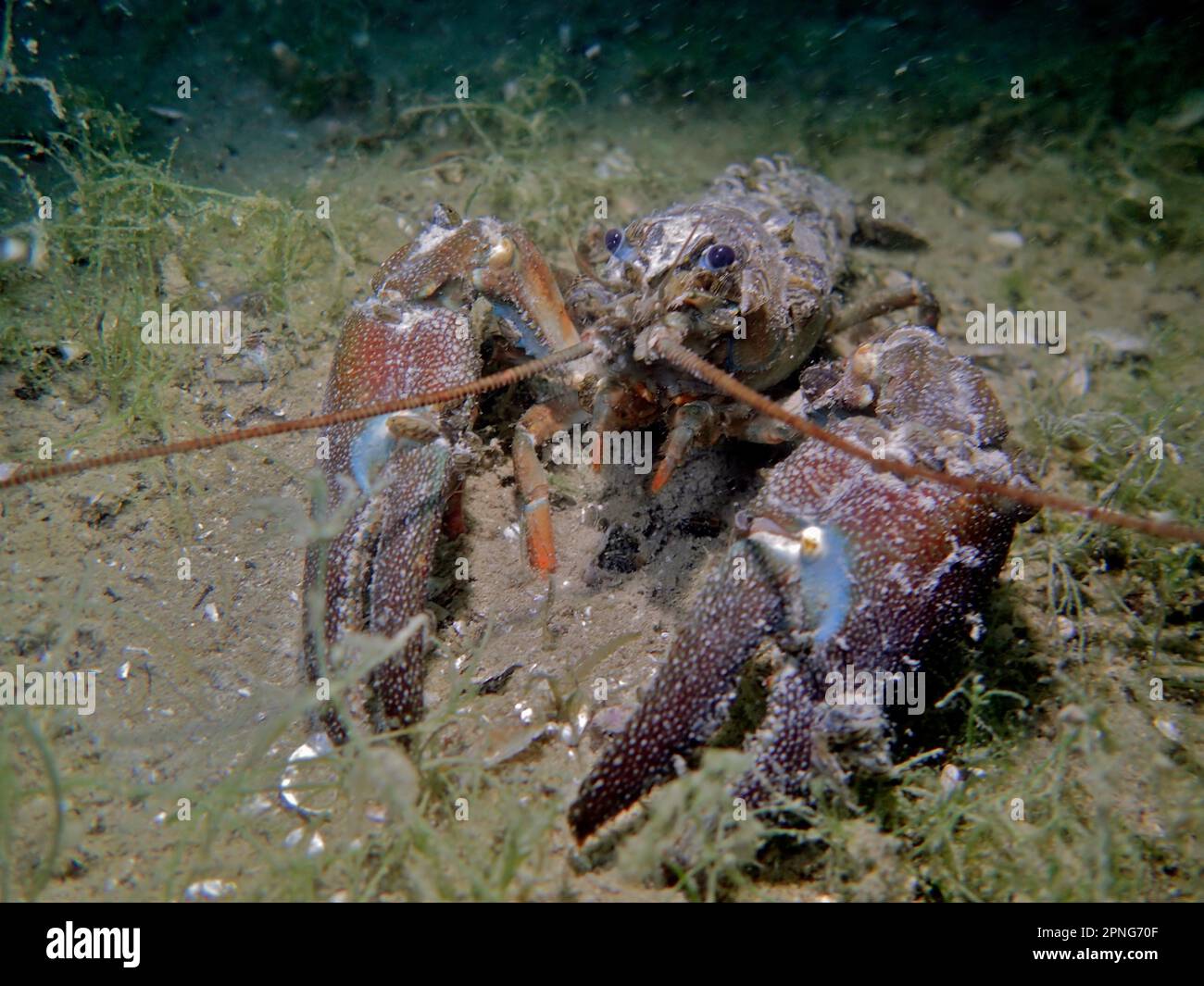 Signal crayfish (Pacifastacus leniusculus) at night, invasive species ...