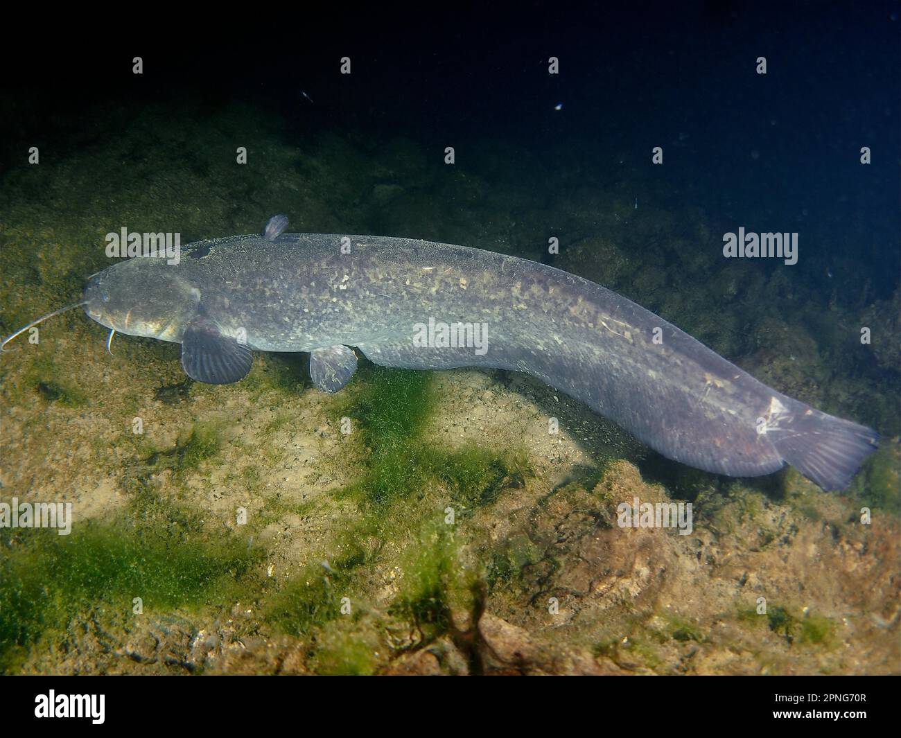 Wels landscape hi-res stock photography and images - Alamy