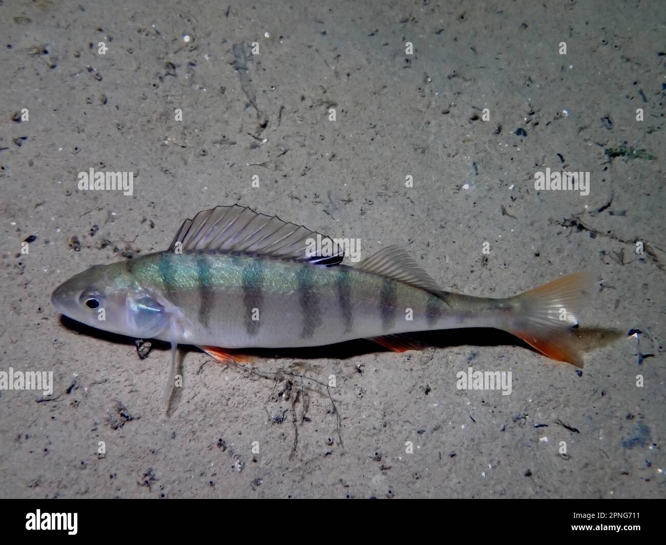 European perch (Perca fluviatilis), perch, at night, Terlinden dive ...