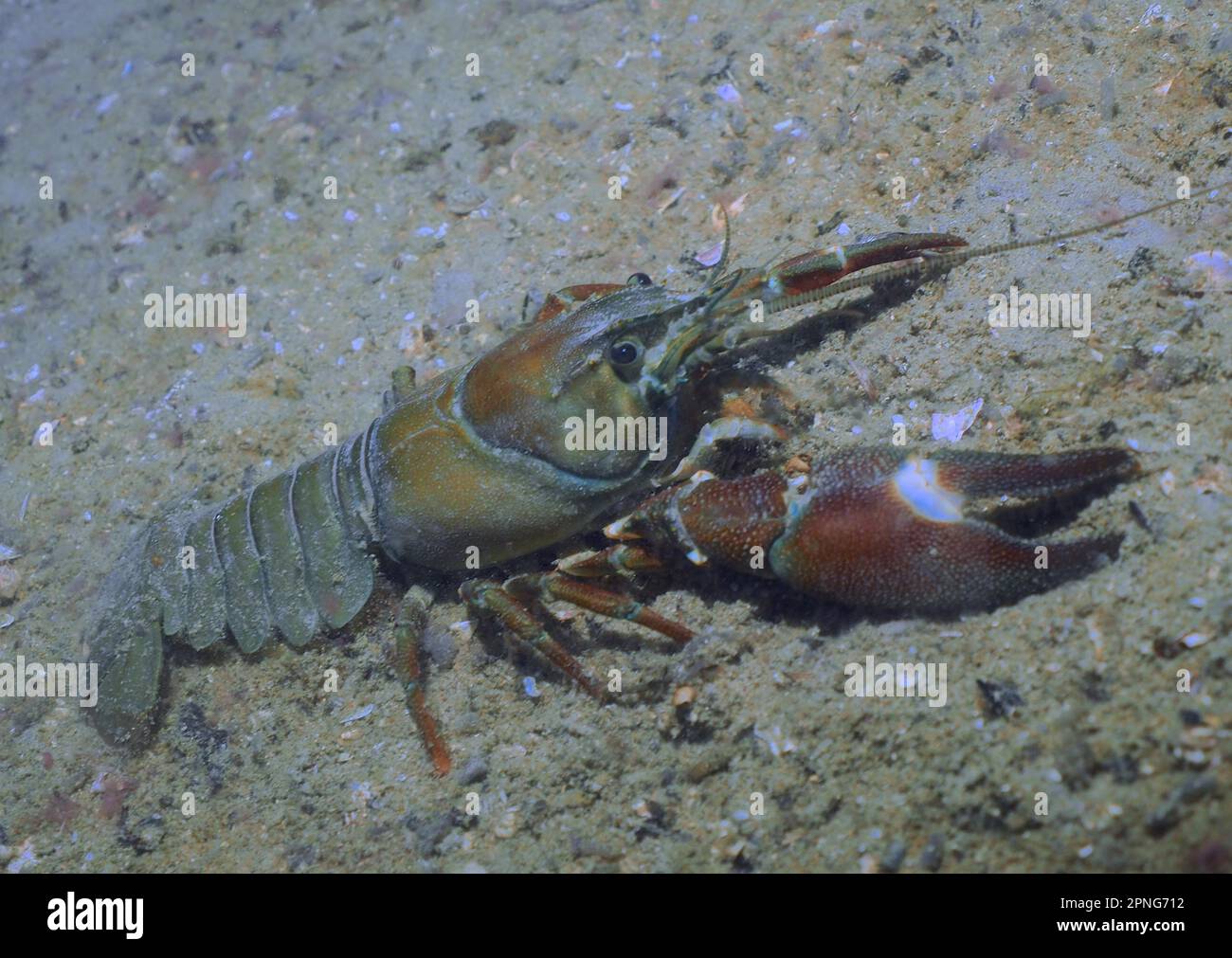 Invasive species signal crayfish hi-res stock photography and images ...