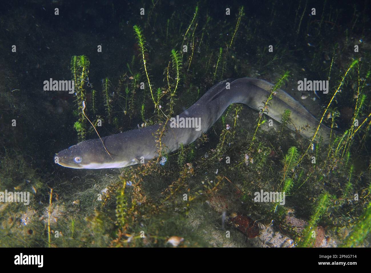 European eel (Anguilla anguilla) at night, Zollbruecke dive site ...