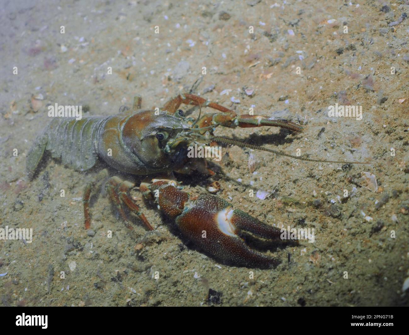 Signal crayfish (Pacifastacus leniusculus), invasive species, Terlinden ...