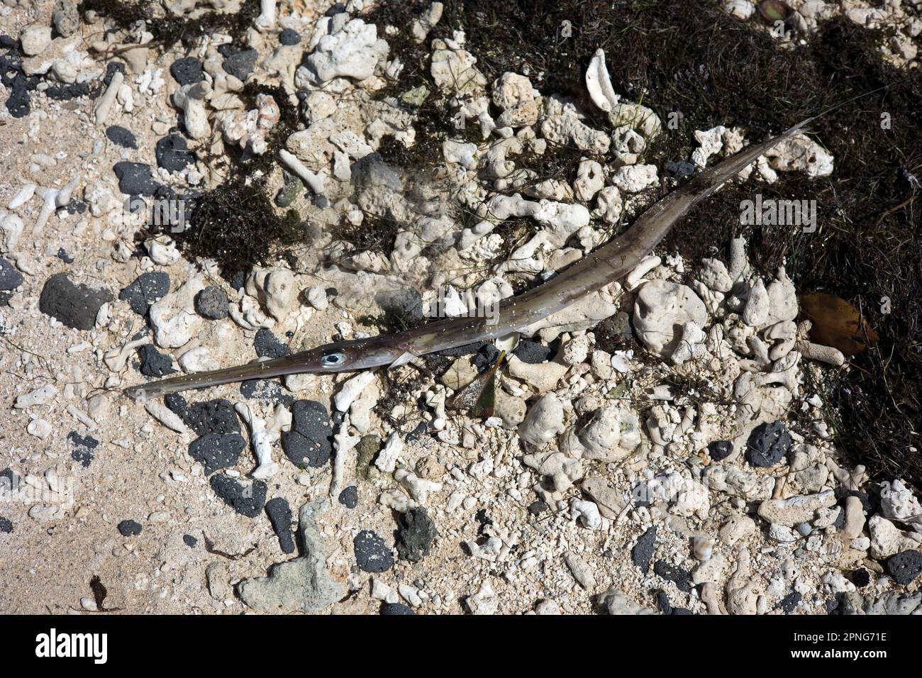 Flute fish (Fistularia) washed up on a beach, east coast, Mauritius ...