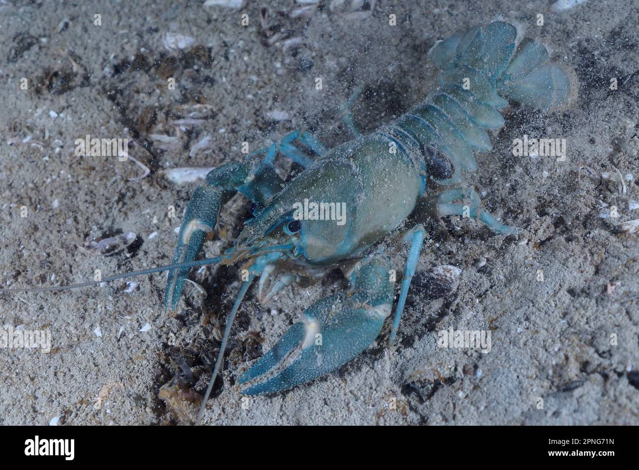European crayfish (Astacus astacus) at night, Terlinden dive site, Lake ...