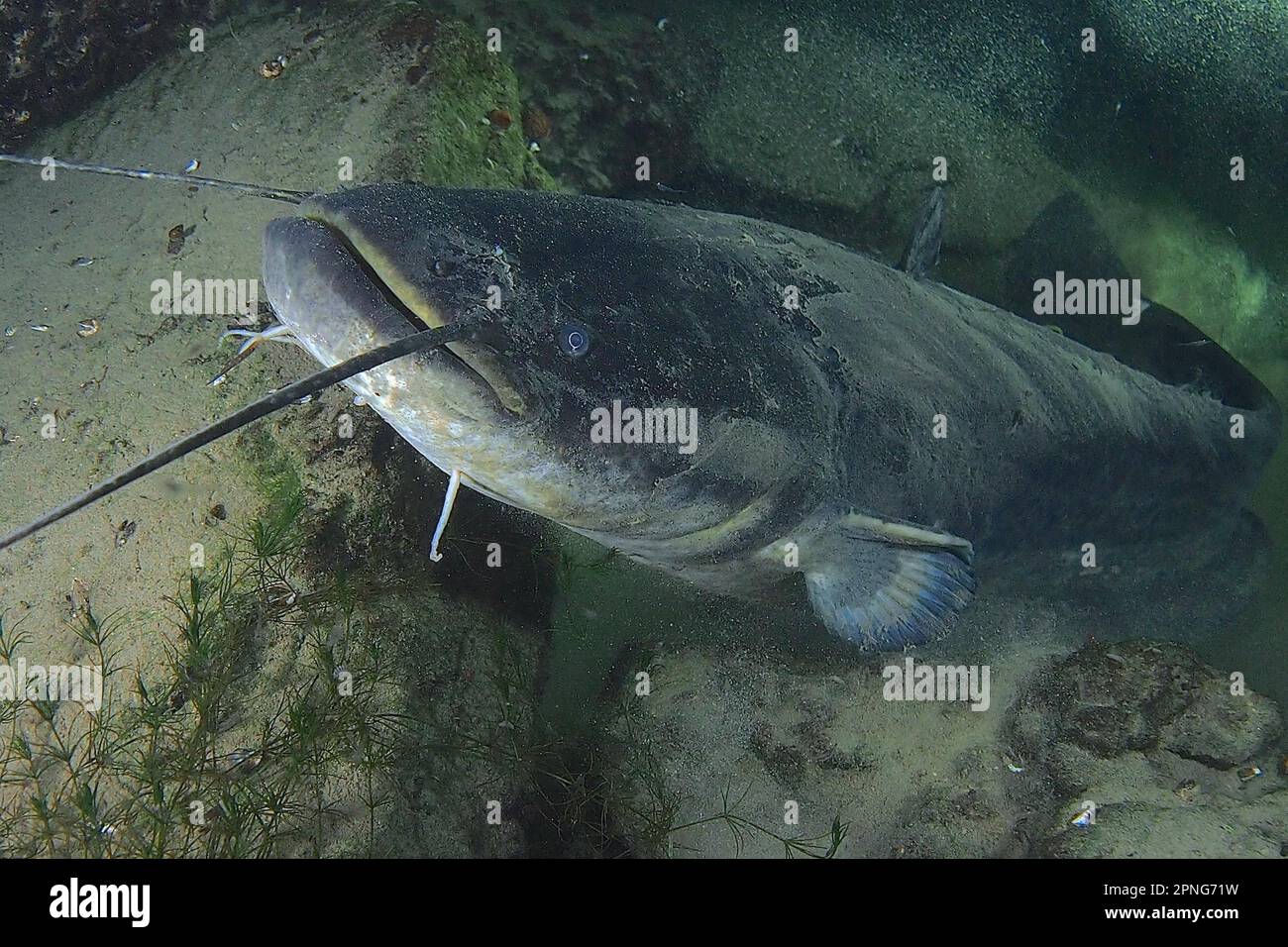 Wels catfish silurus glanis close hi-res stock photography and images ...