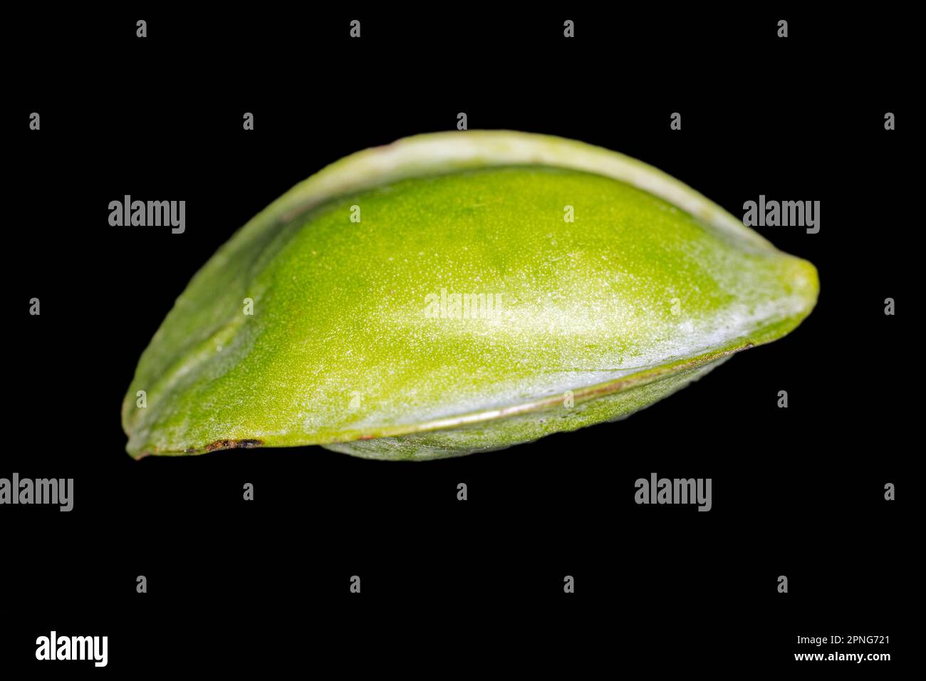 Bengal almond (Terminalia catappa), fruit of the catappa tree, studio ...