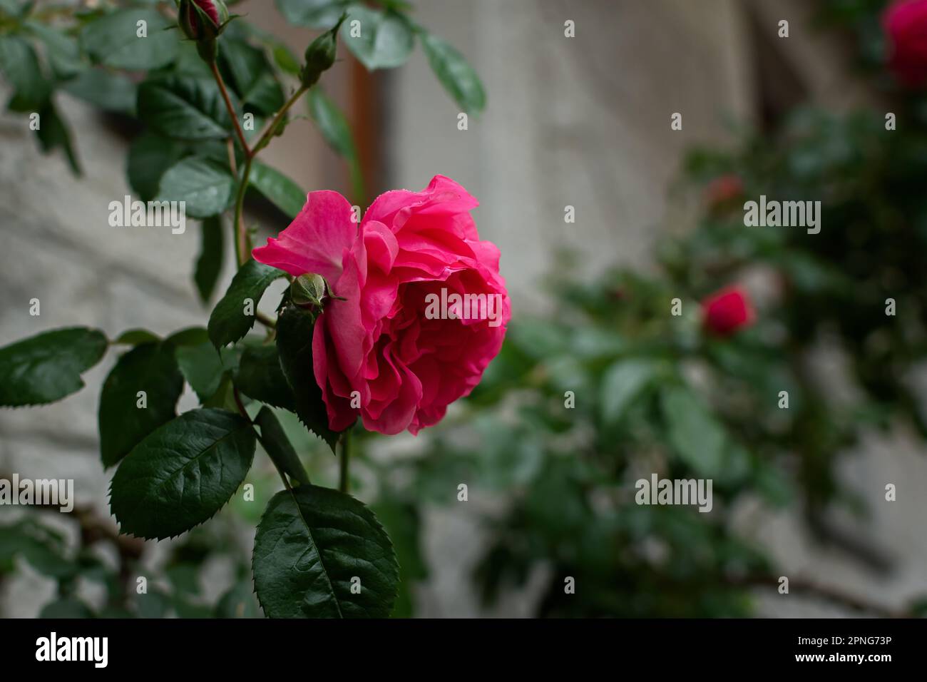 Rose pink garden bush close-up. A bud of a delicate crimson rose in ...
