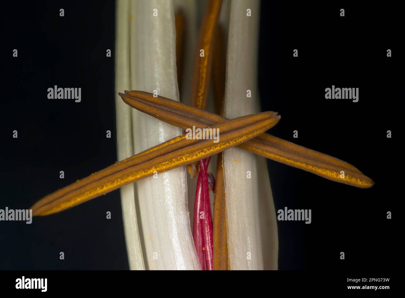 Macro shot of a blooming Asian hook lily (Crinum asiaticum), studio ...
