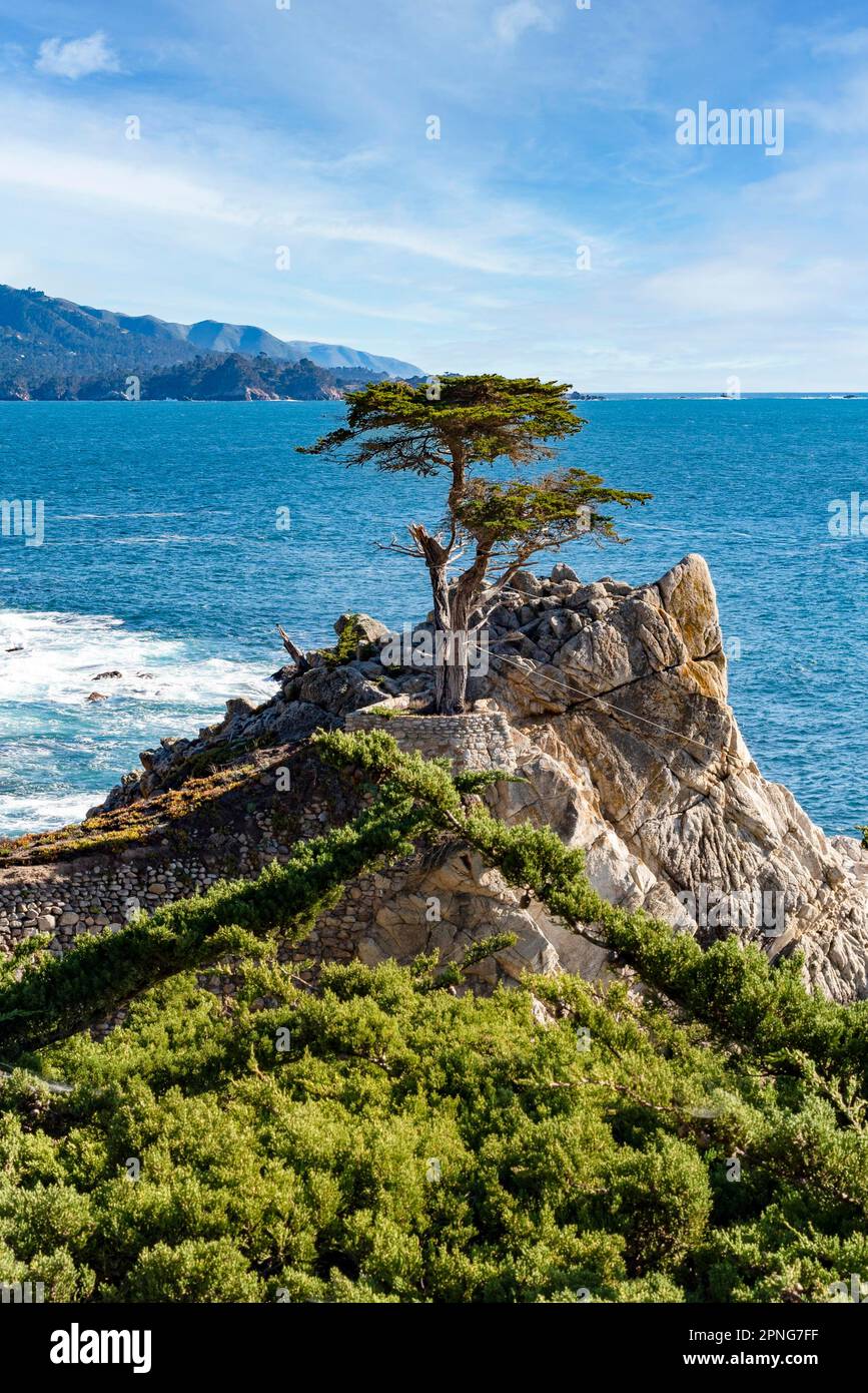 Lone Cypress Tree on 7 Mile Drive. 17 Mile Drive is a scenic road ...