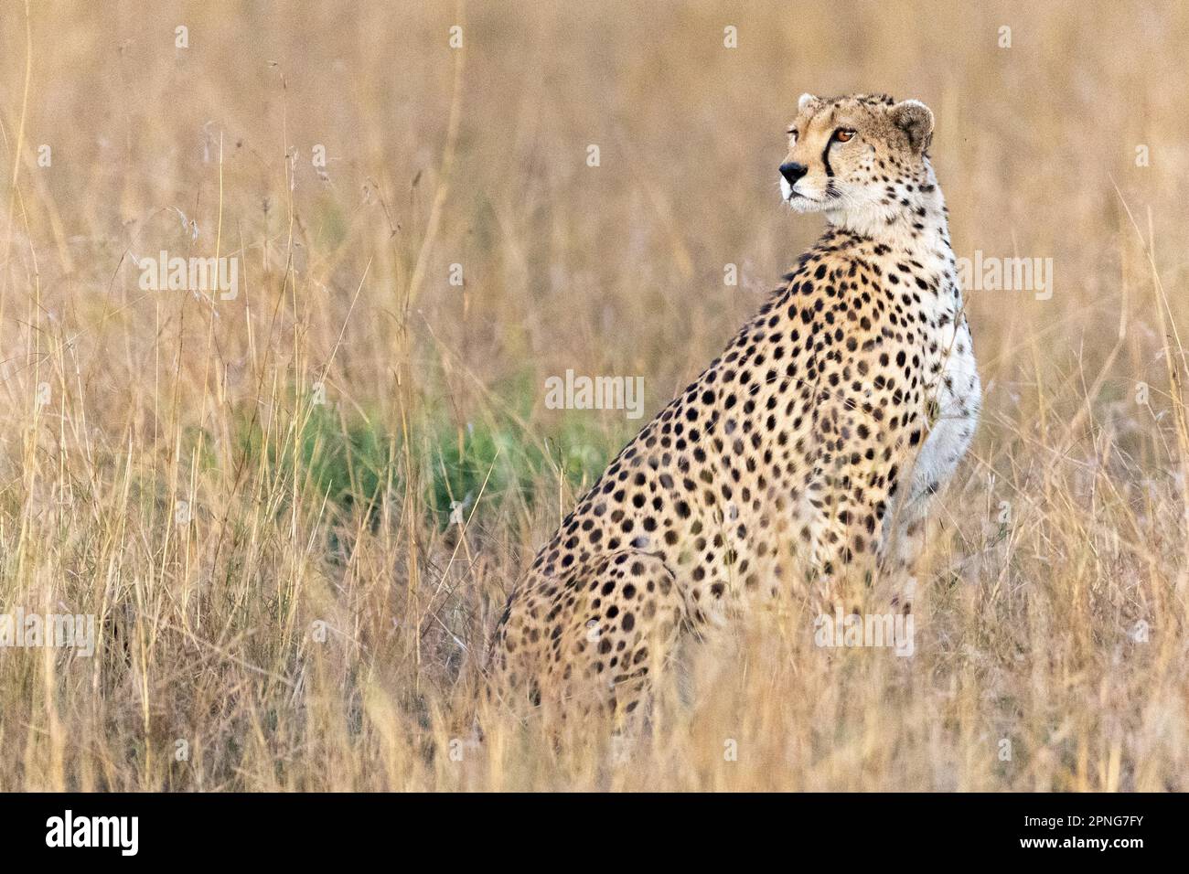 Cheetah (Acinonyx jubatus), sitting in withered grass, Masai Mara NP ...
