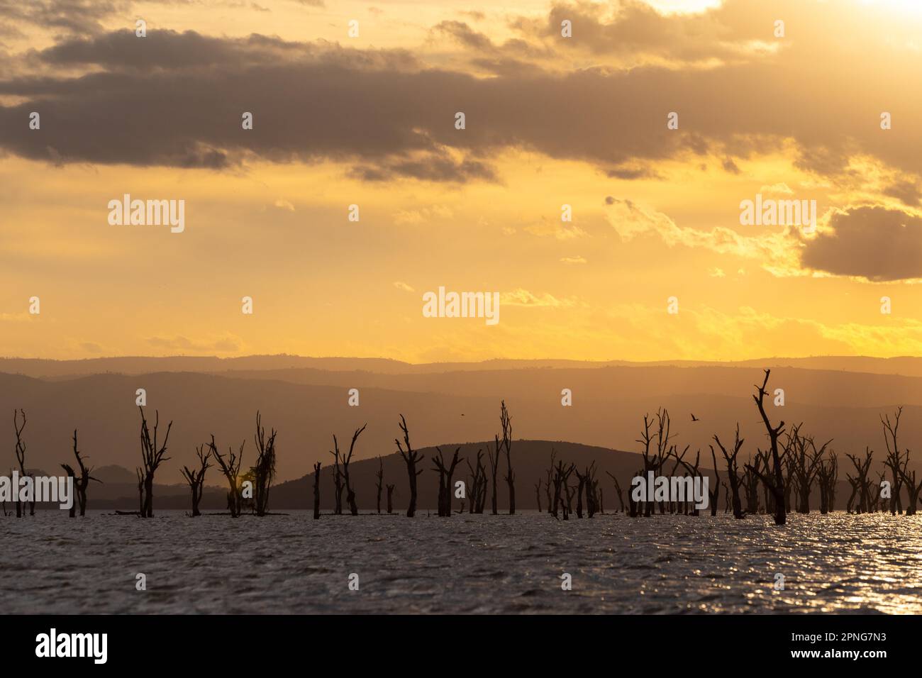 Dead trees in a lake hi-res stock photography and images - Alamy