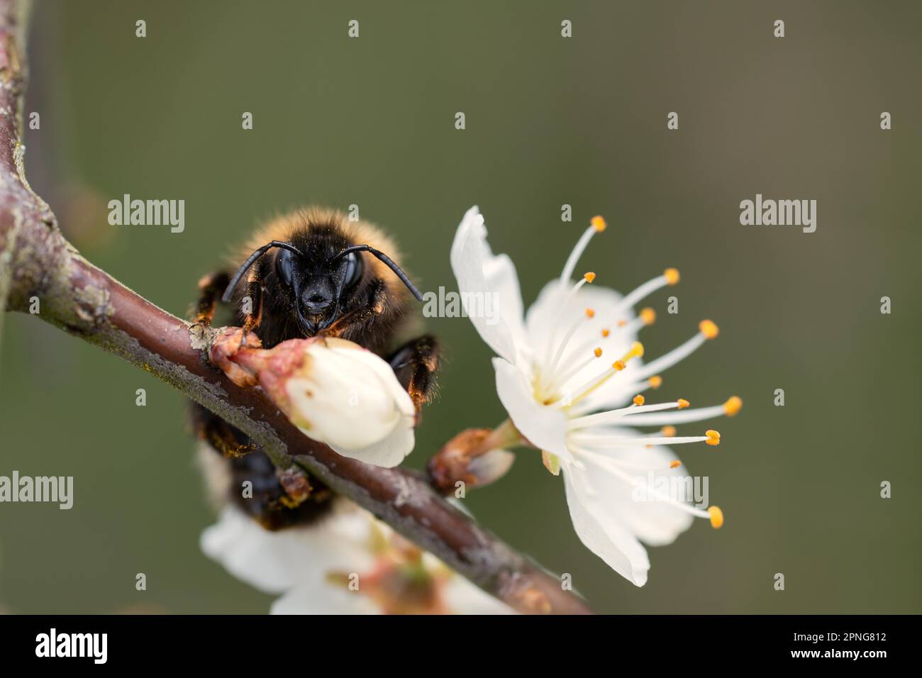 Bumblebee on flower Stock Photo - Alamy