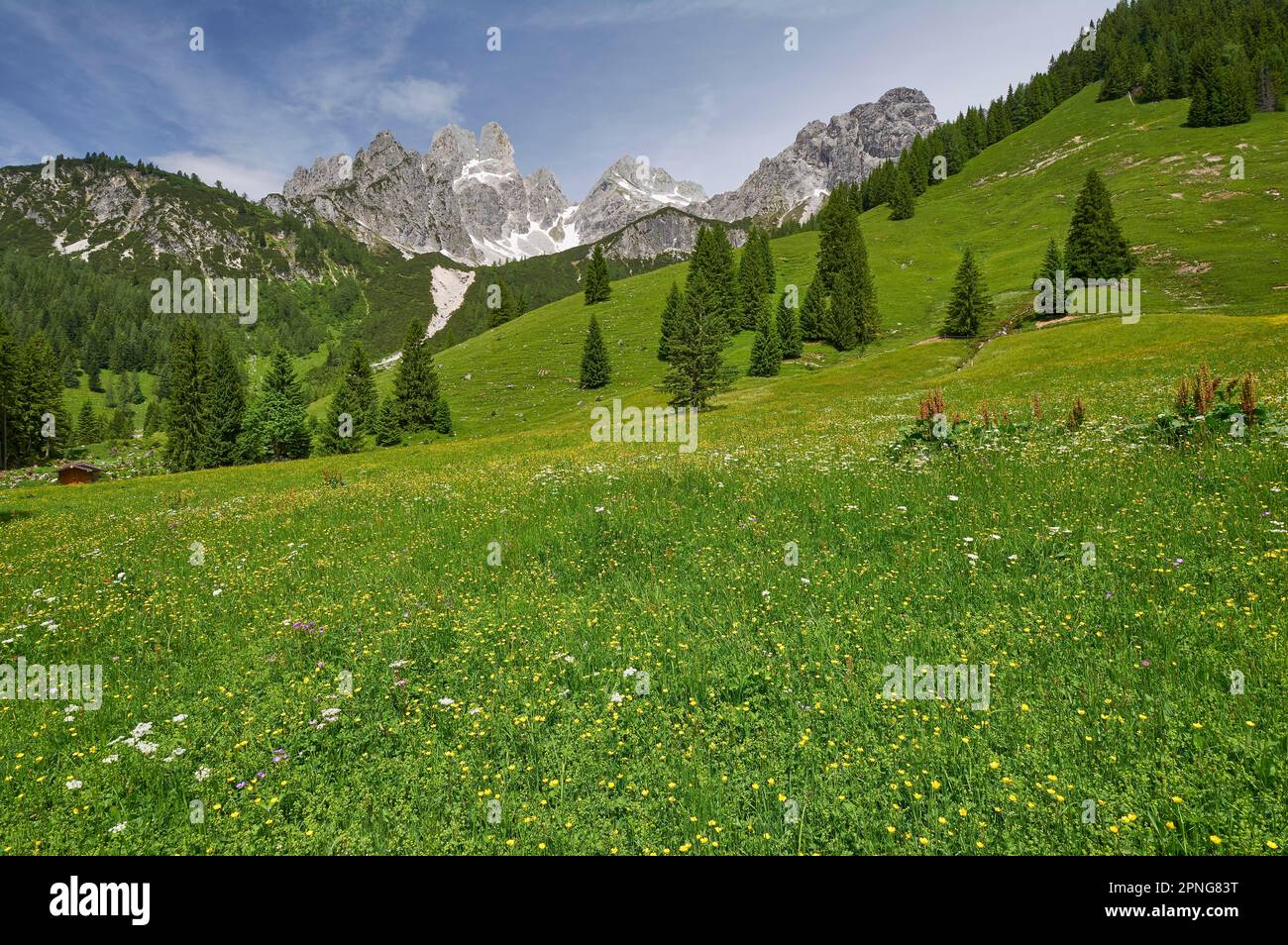 Alpine meadow in front of the large Bischofsmuetze, Gosaukamm ...