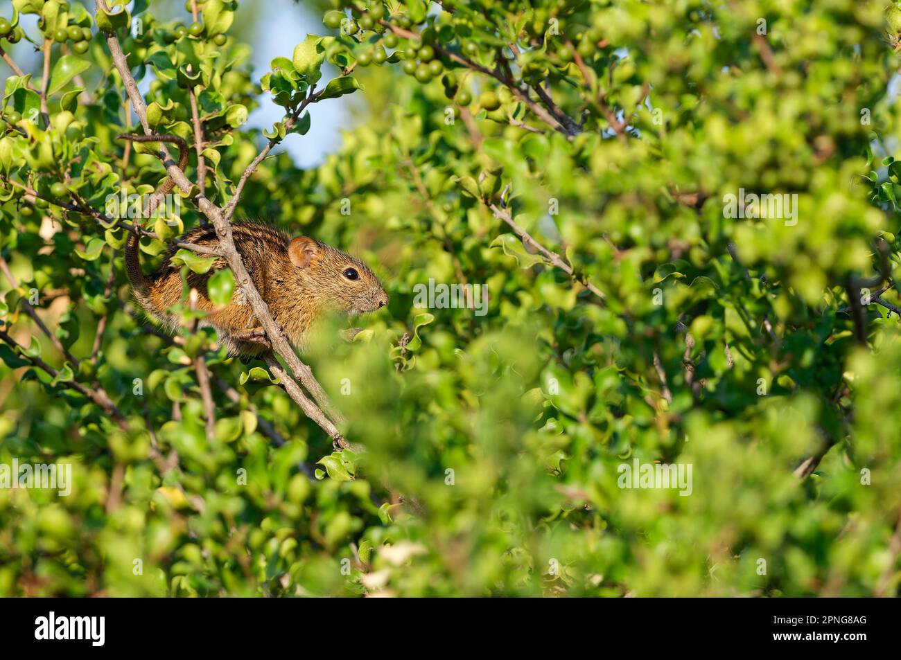 Four-striped grass mouse (Rhabdomys pumilio), adult animal perched on ...